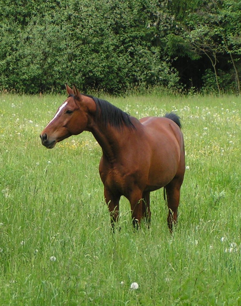 Verkaufspferde
